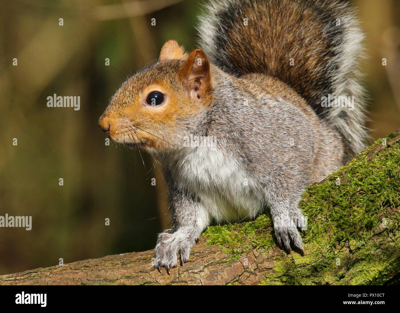 Portrait of a grey squirrel in the welsh countryside United Kingdom uk ...