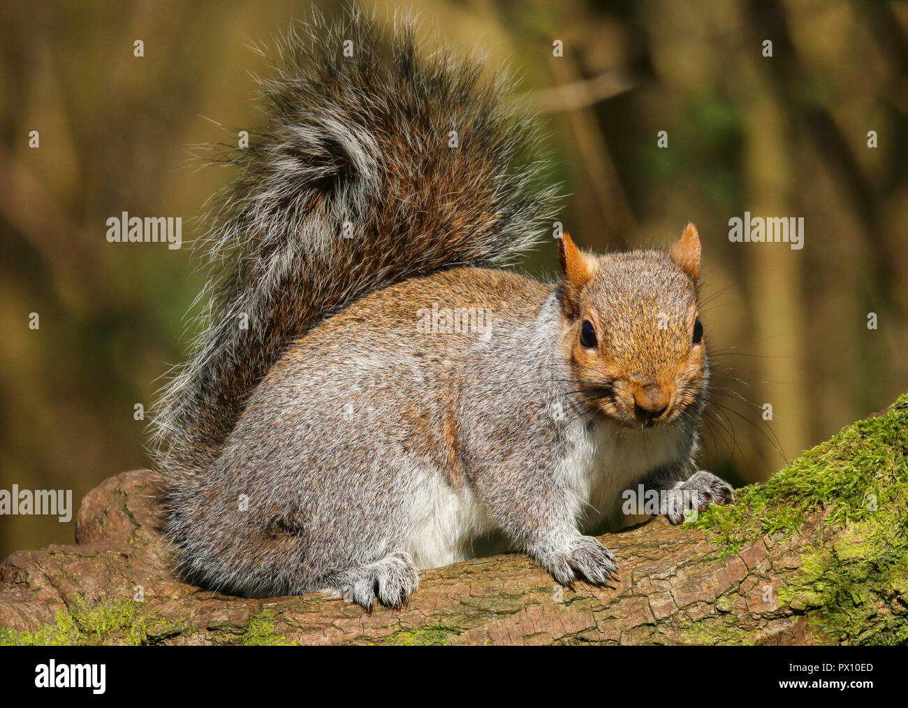 Portrait of a grey squirrel in the welsh countryside United Kingdom uk ...