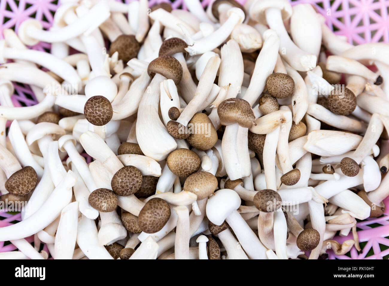 Matsutake mushroom hi-res stock photography and images - Alamy