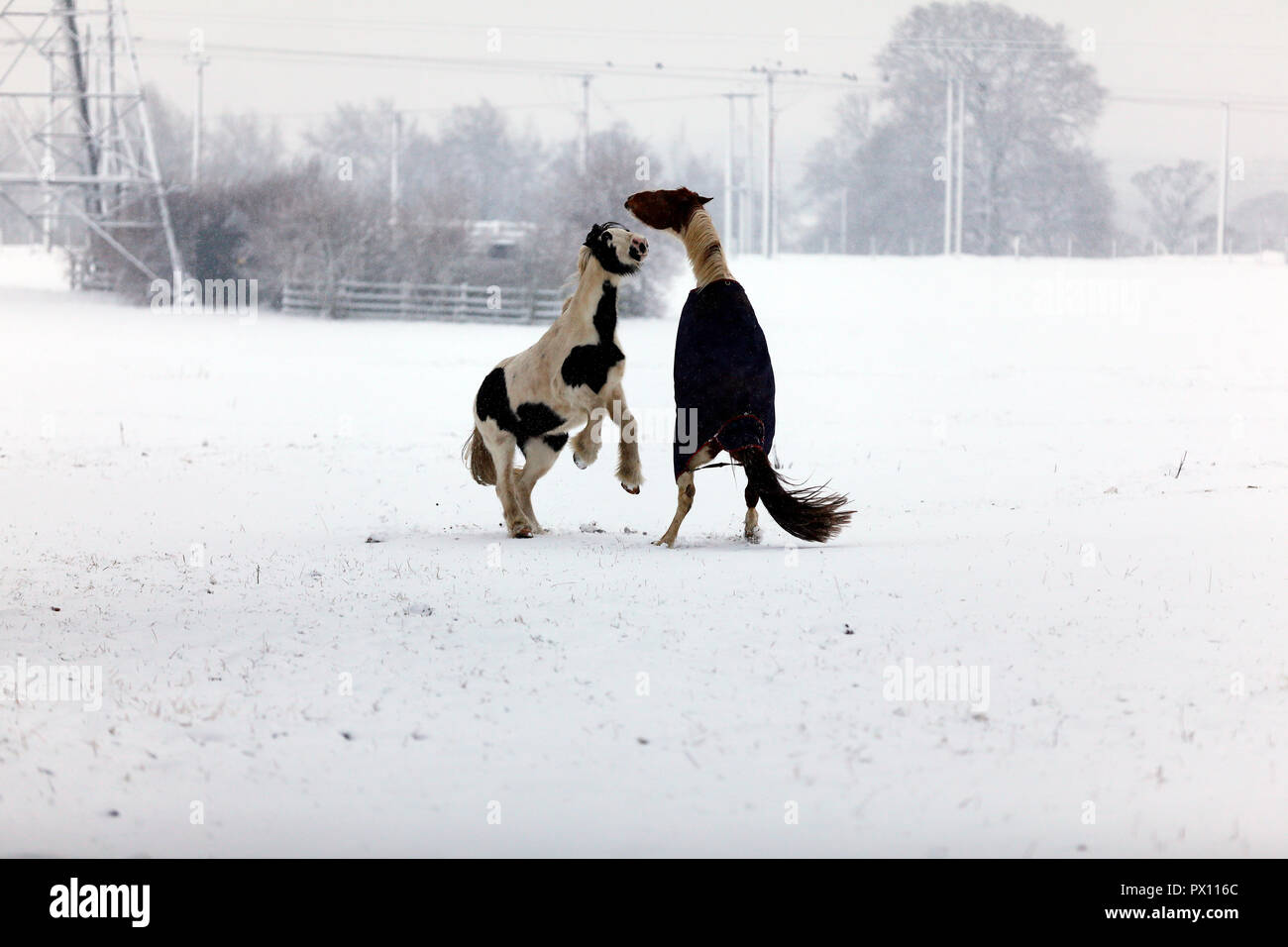 Horseplay hi-res stock photography and images - Alamy