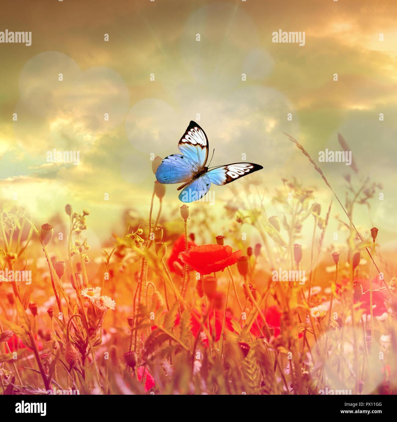 Nice Pictures Of Butterflies