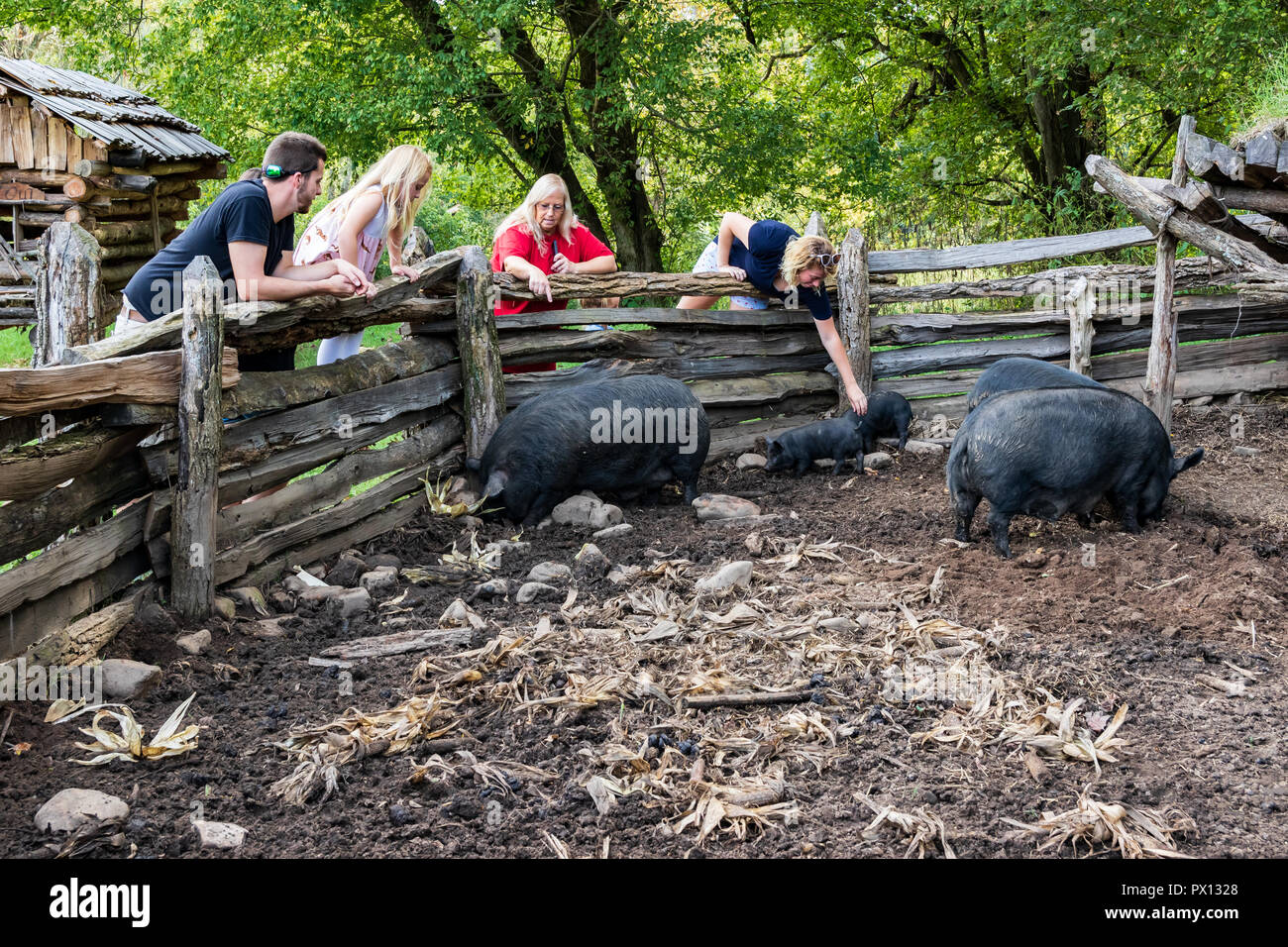 LIMESTONE, TN, USA-9/29/18: Domestic pigs being observed and petted at ...