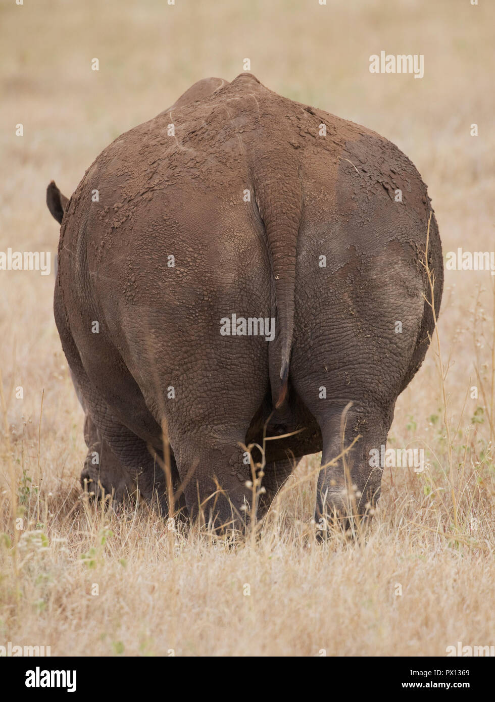 White rhino rear hi-res stock photography and images - Alamy