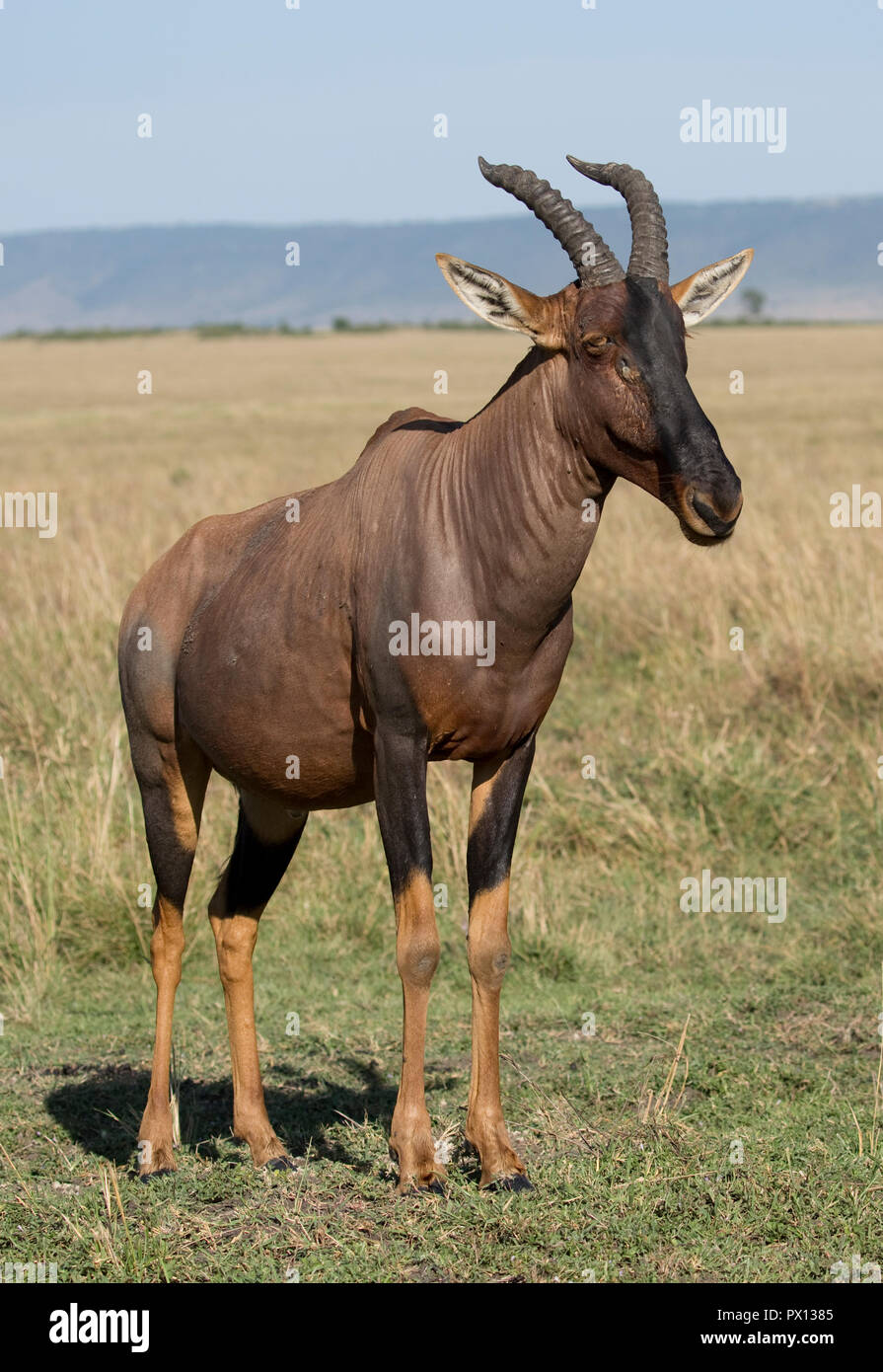 One Topi Damaliscus lunatus standing Masai Mara Kenya Stock Photo - Alamy