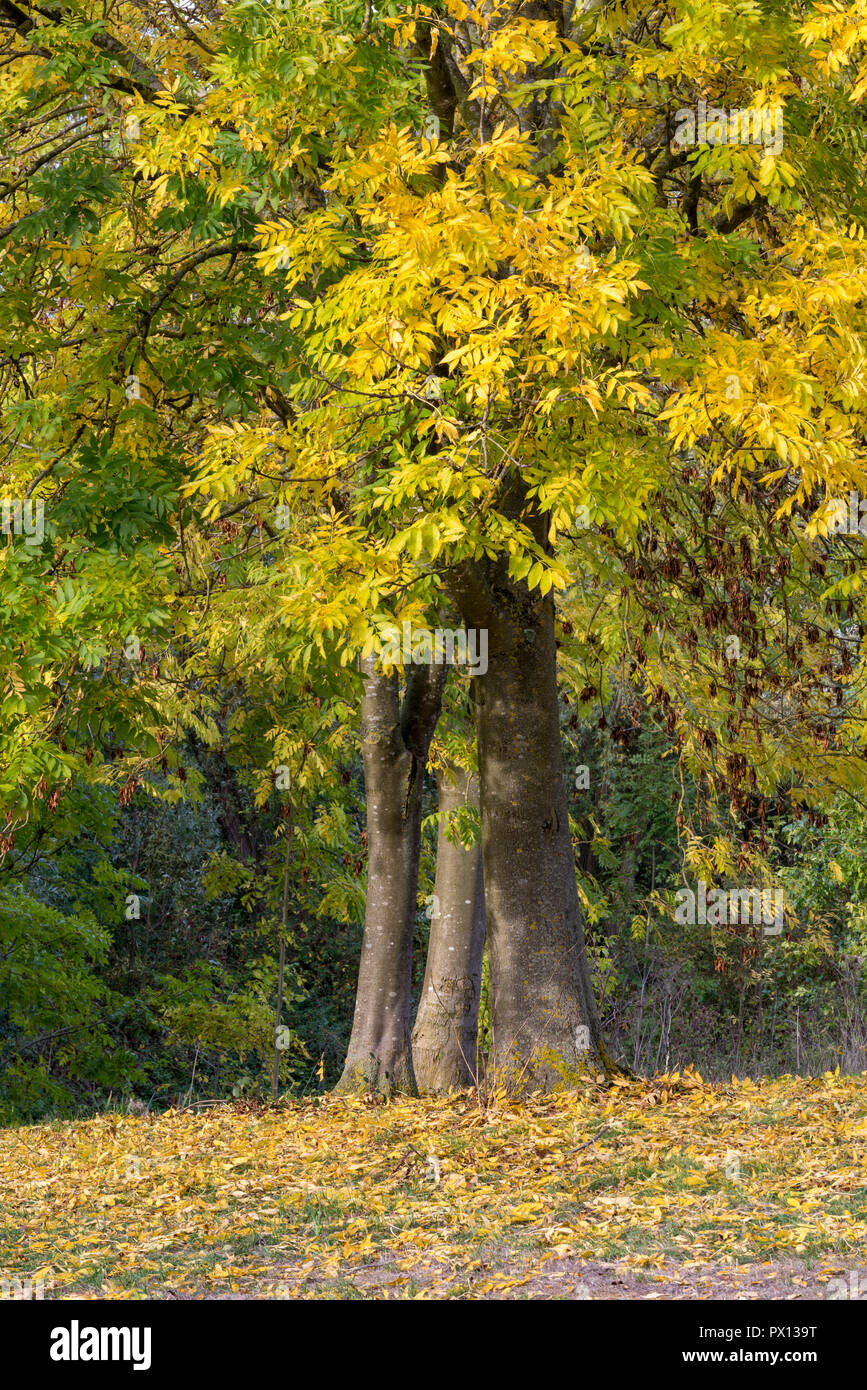 beautiful golden or yellow coloured ash trees. Autumn colours ash trees ...