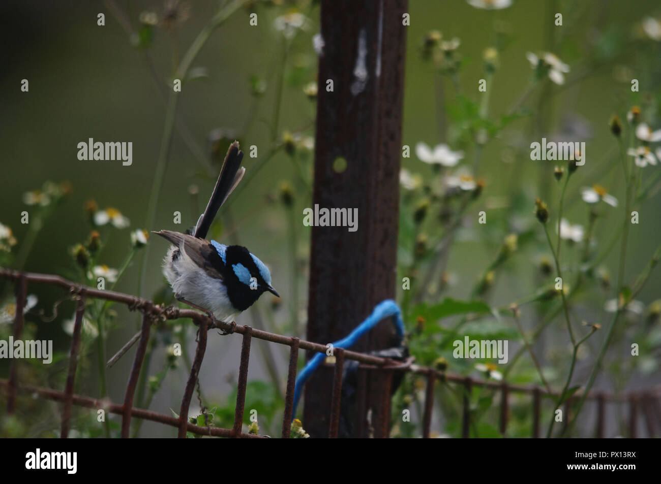 blue wren sitting on fence with plants behind Stock Photo - Alamy