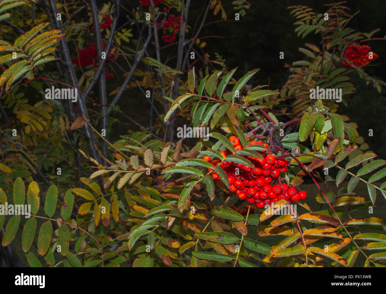 red is the colour of autumn Stock Photo - Alamy