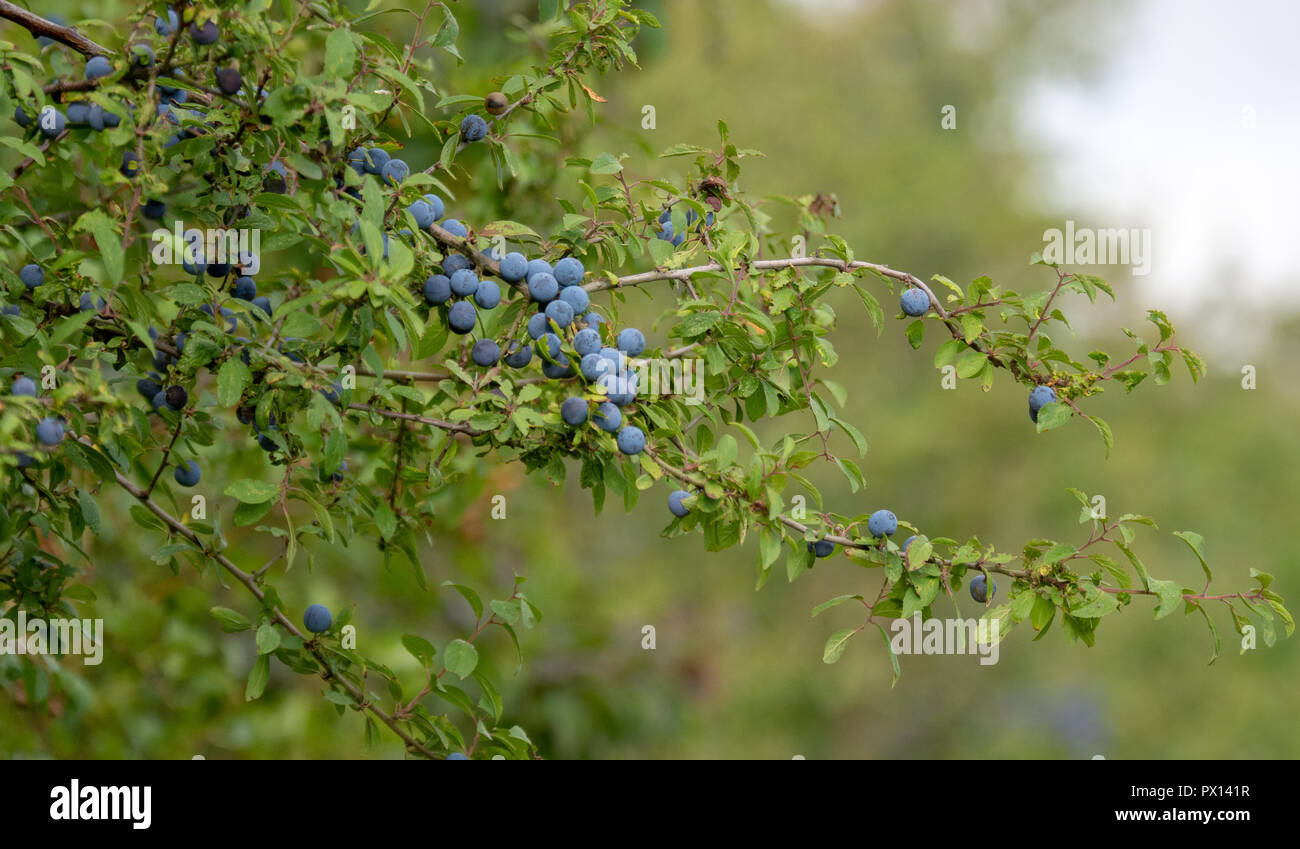 Blackthorn fruit tree hi-res stock photography and images - Alamy