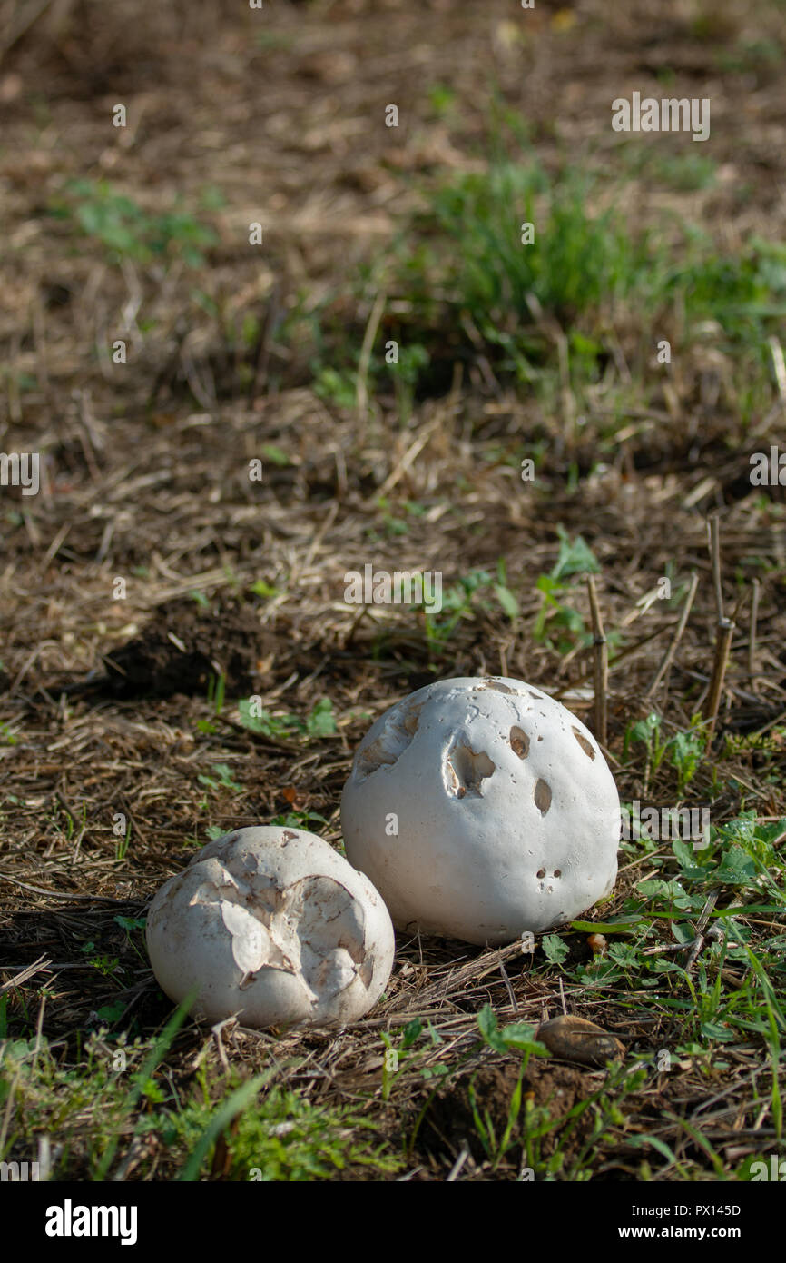 Giant puffballs (Calvatia gigantea Stock Photo - Alamy