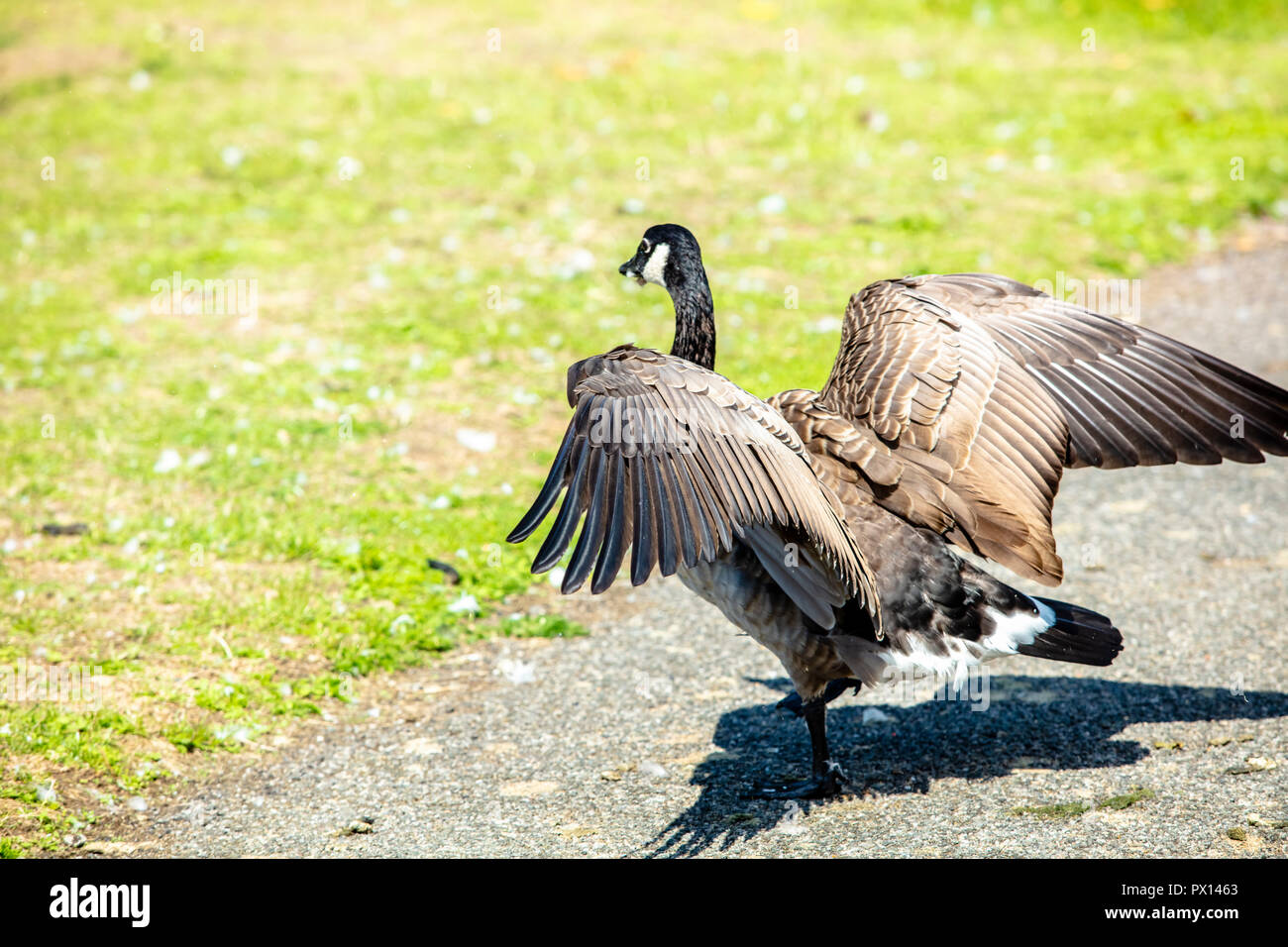 Canada goose flapping wings and flying in the water Stock Photo - Alamy