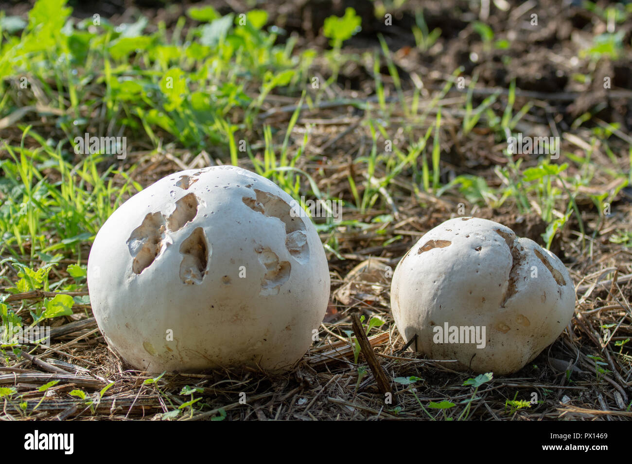 Giant Puffballs