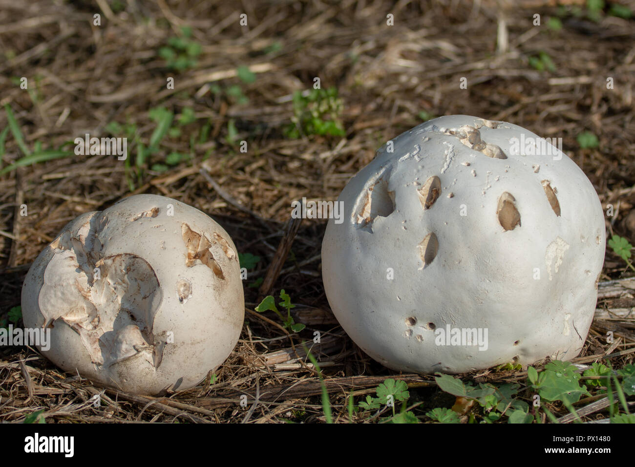 Giant Puffballs High Resolution Stock Photography and Images - Alamy