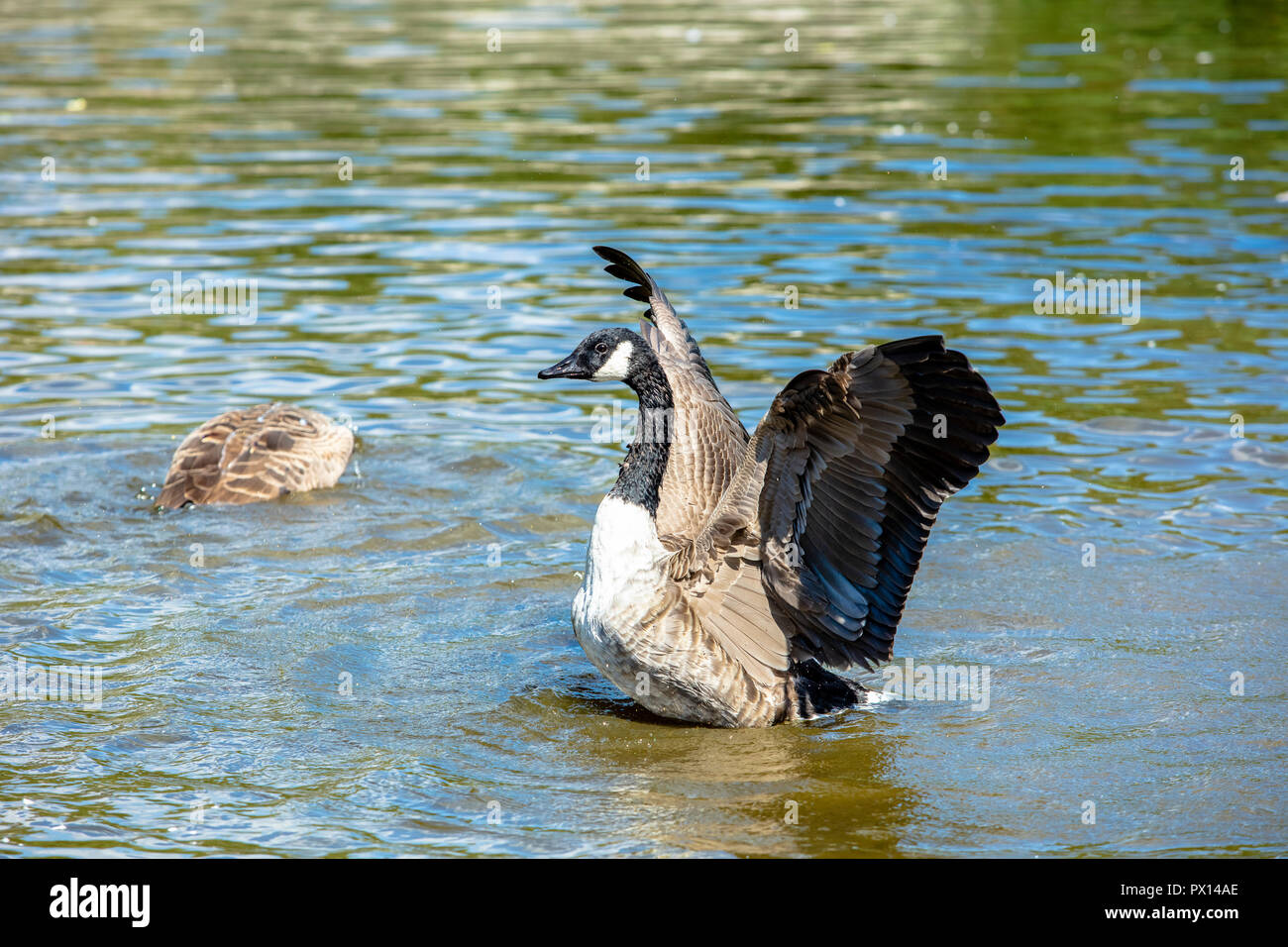 Canada Goose Flapping Wings High Resolution Stock Photography and ...