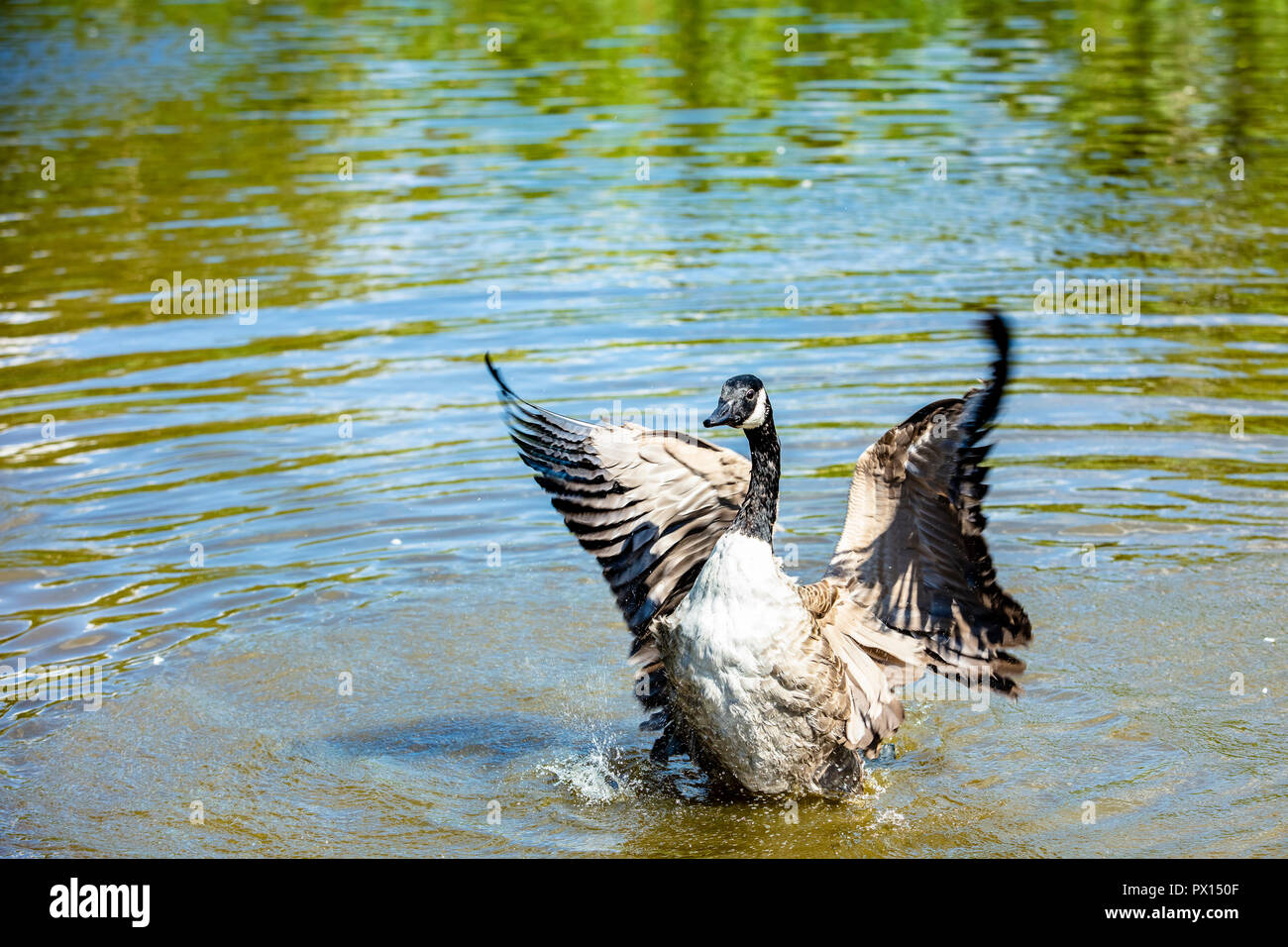 Canada goose flapping wings and flying in the water Stock Photo - Alamy