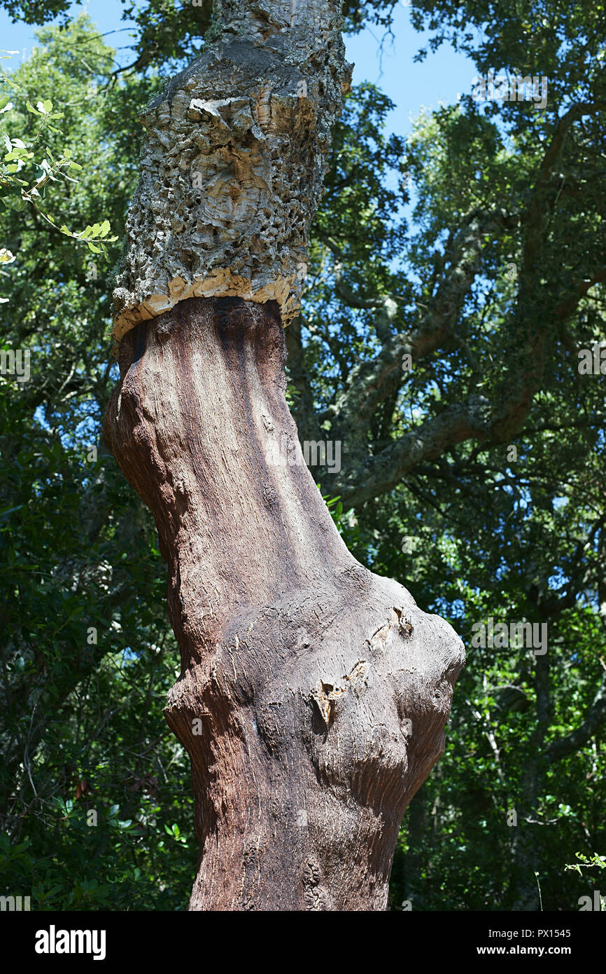cork oak - Quercus suber tree, near Aggius, Sardinia, Italy Stock Photo ...
