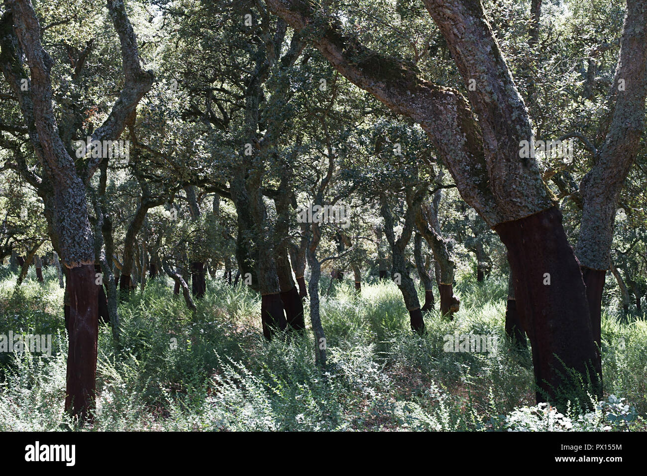 cork oak - Quercus suber tree, near Aggius, Sardinia, Italy Stock Photo ...