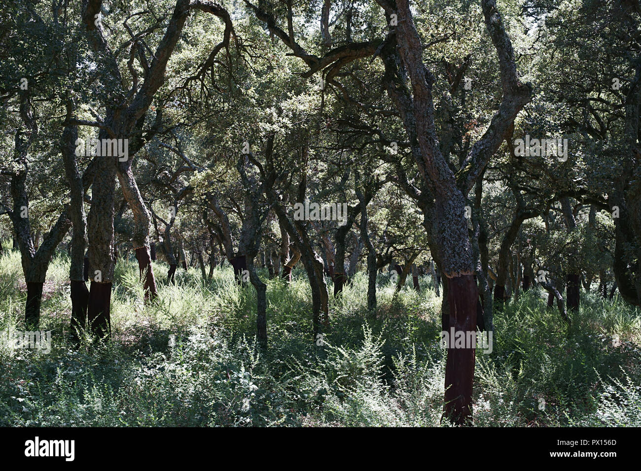 cork oak - Quercus suber tree, near Aggius, Sardinia, Italy Stock Photo ...