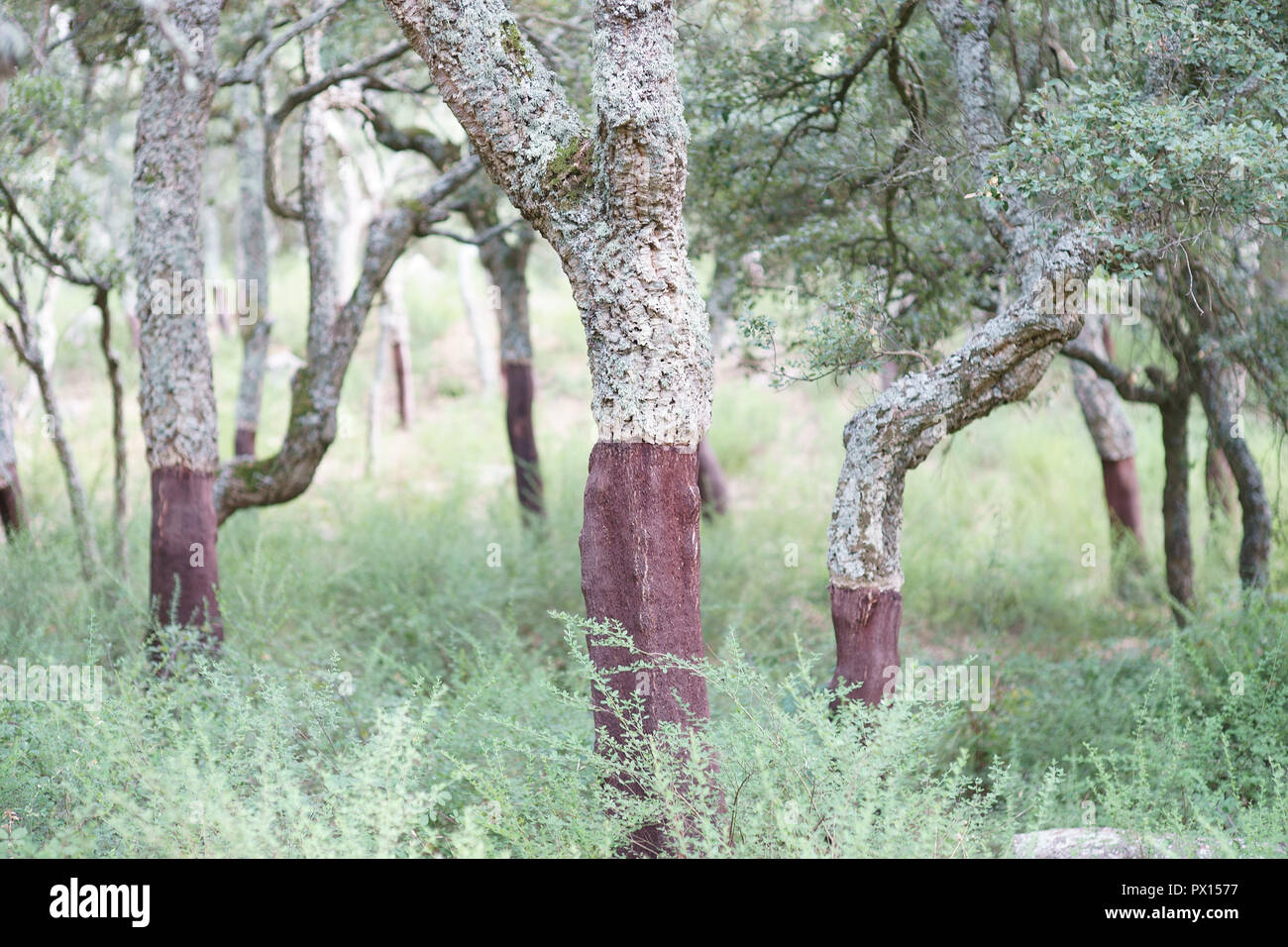 cork oak - Quercus suber tree, near Aggius, Sardinia, Italy Stock Photo ...