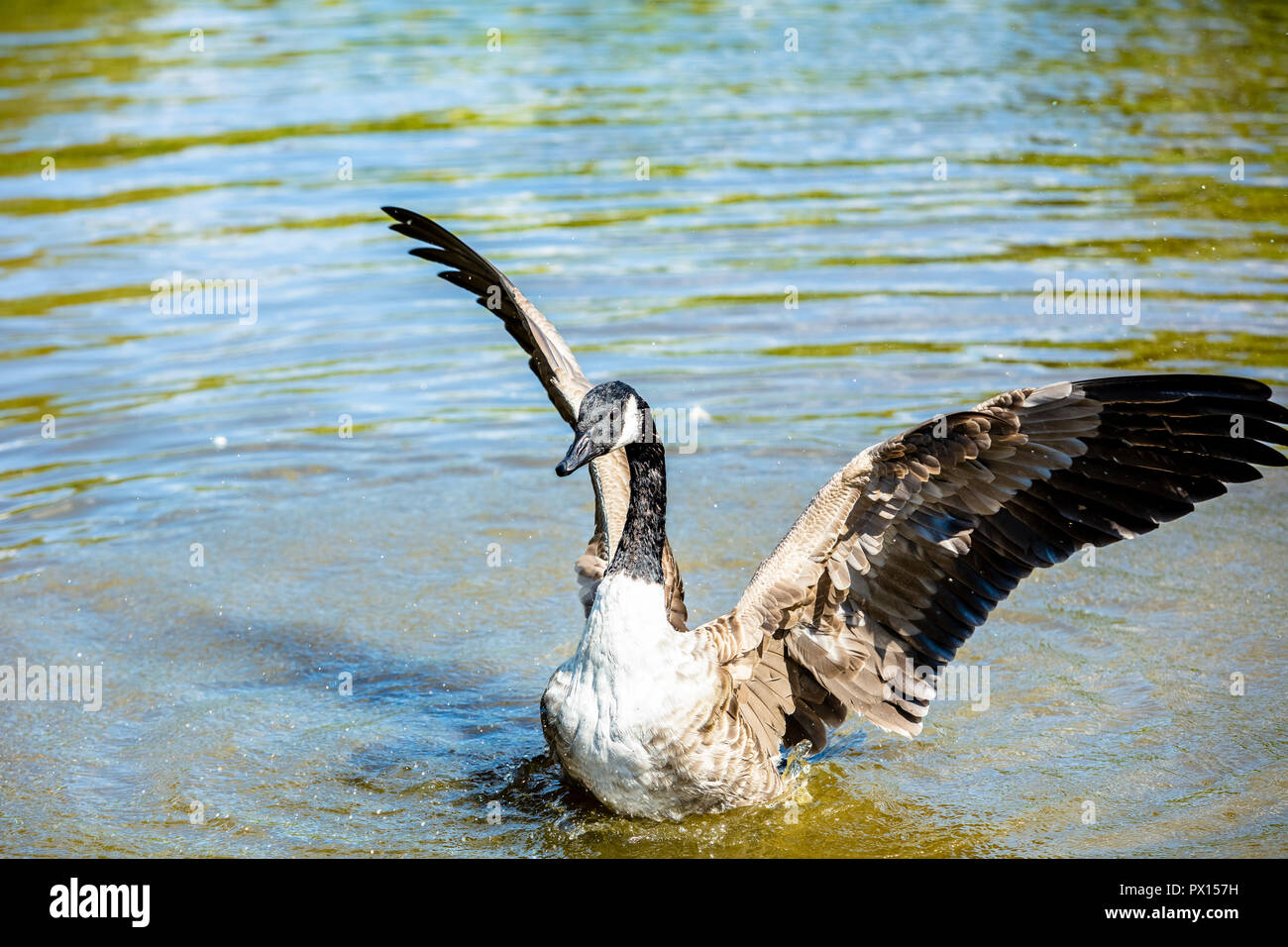 Canada goose flapping wings hi-res stock photography and images - Alamy