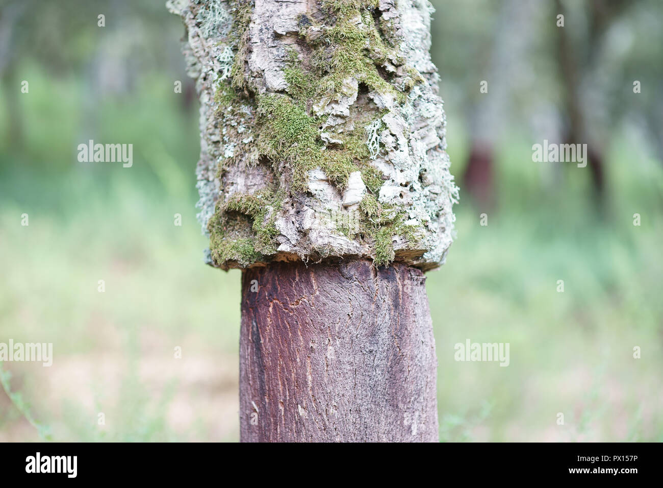 cork oak - Quercus suber tree, near Aggius, Sardinia, Italy Stock Photo ...