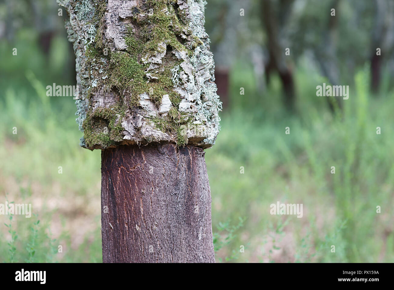cork oak - Quercus suber tree, near Aggius, Sardinia, Italy Stock Photo ...