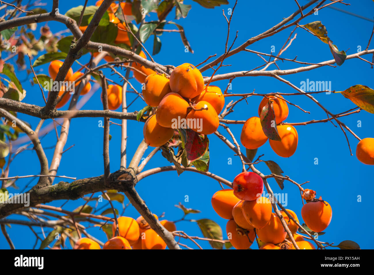 Persimmon tree with ripe orange fruits agenst blue sky, autumn time ...