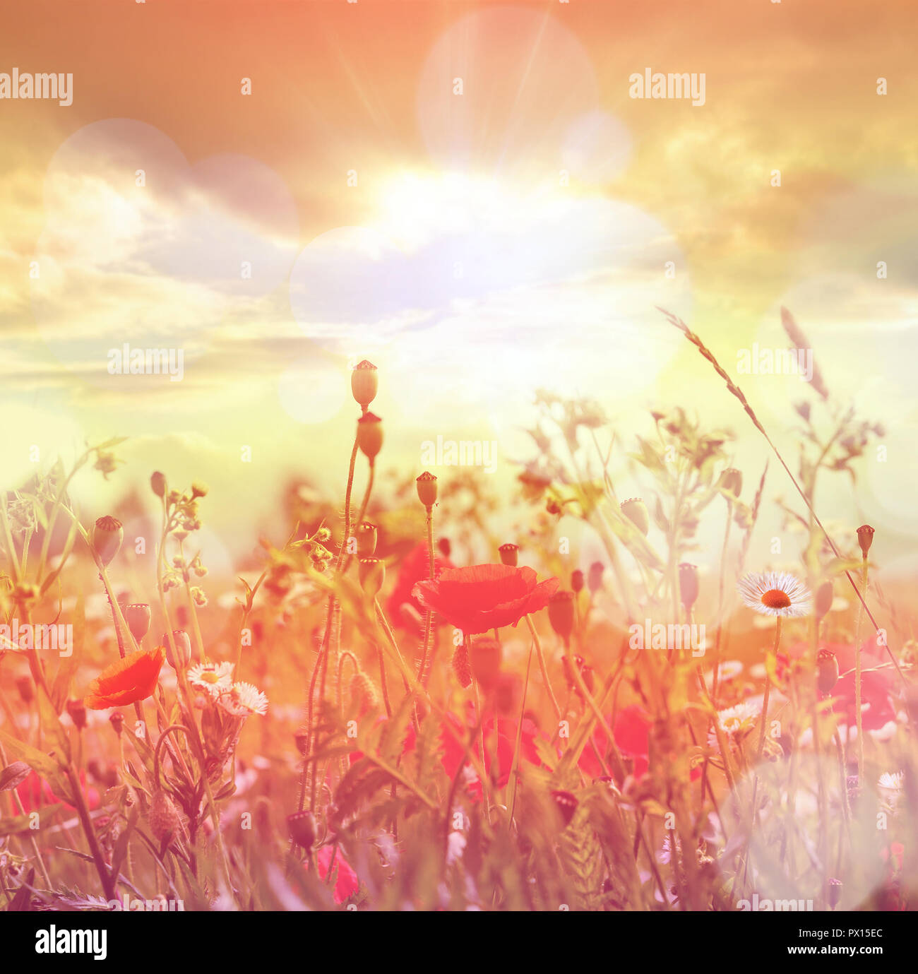 Summer season meadow wildlife hi-res stock photography and images - Alamy