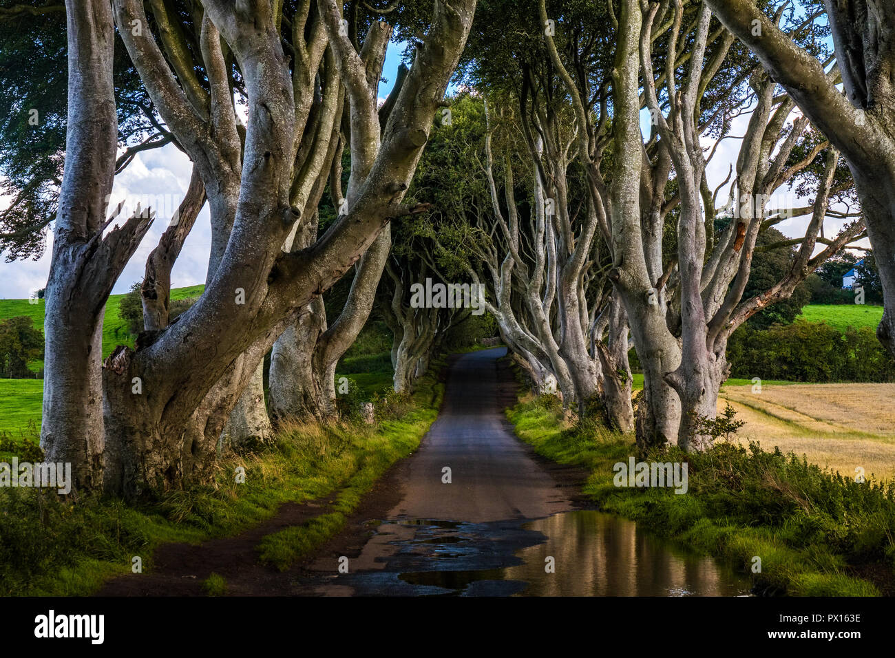 The Dark Hedges, Located between Armoy and Stranocum in County Antrim ...