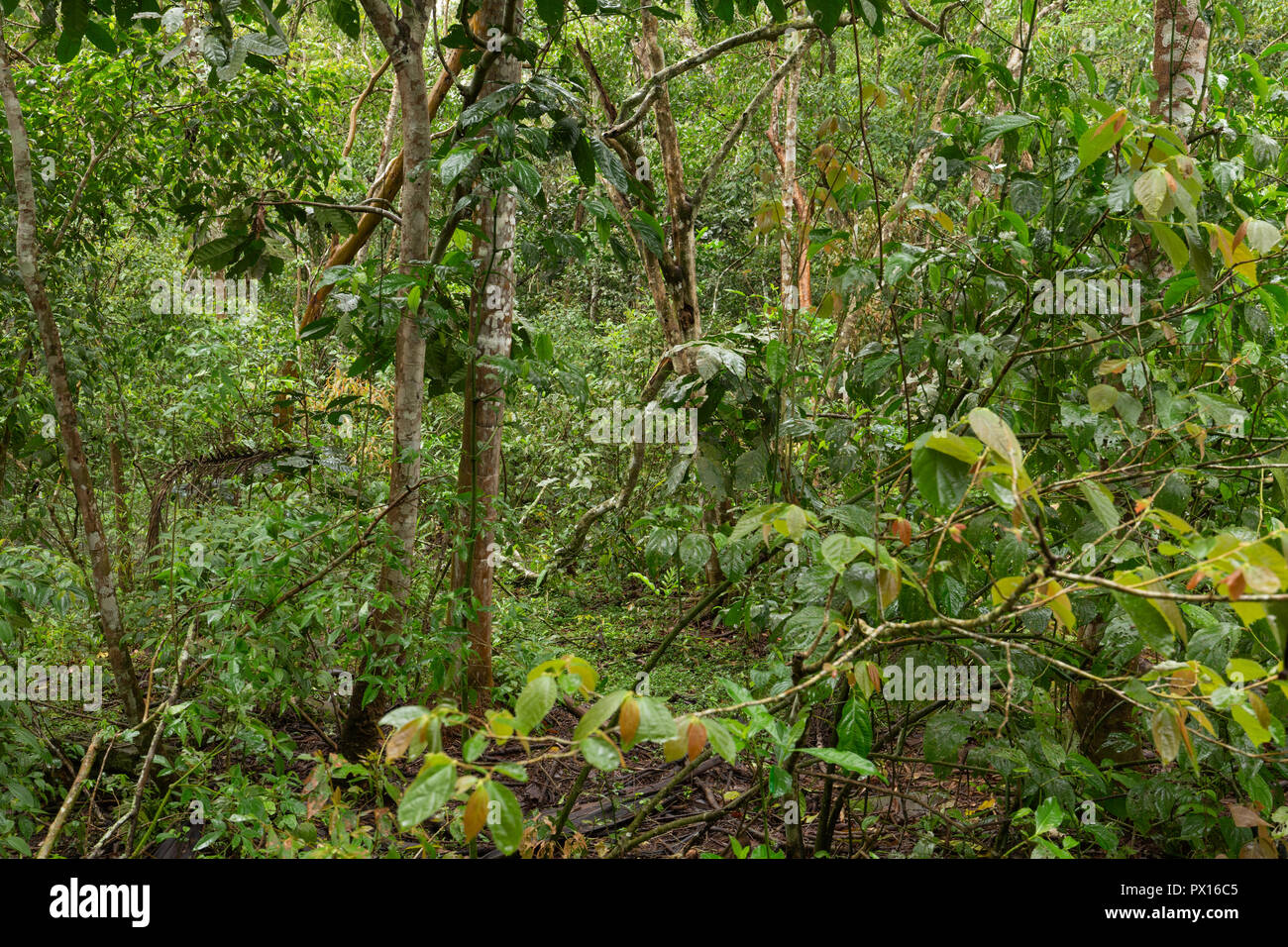 View of the jungle Stock Photo - Alamy