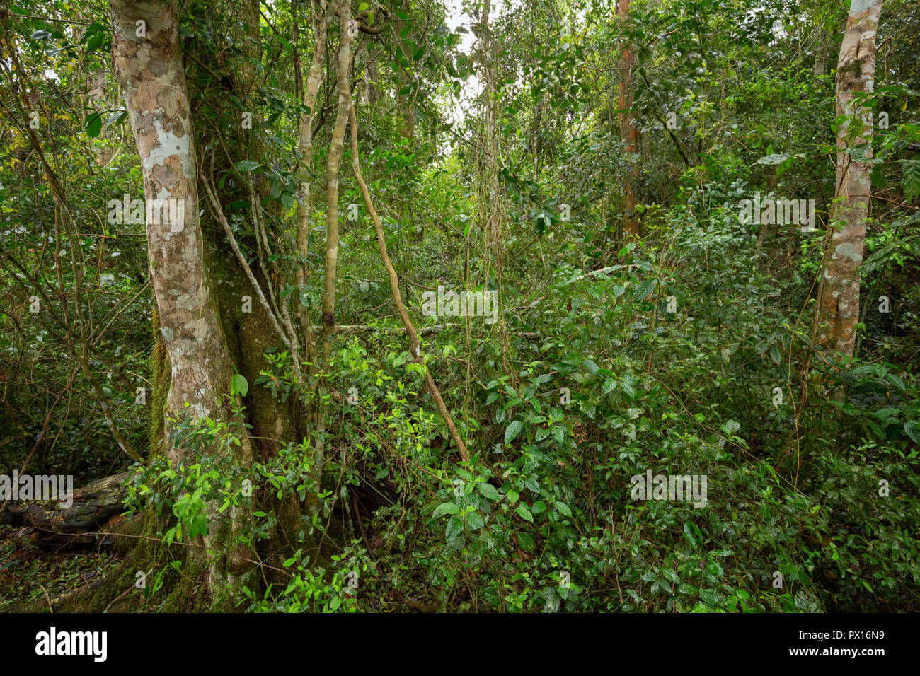 View of the jungle Stock Photo - Alamy