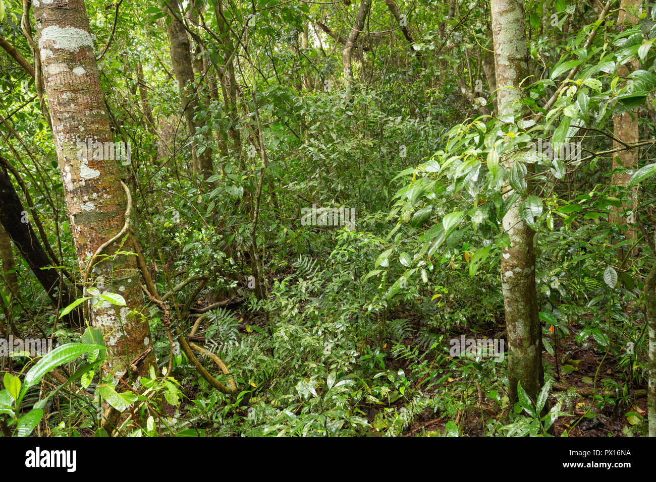 View of the jungle Stock Photo - Alamy