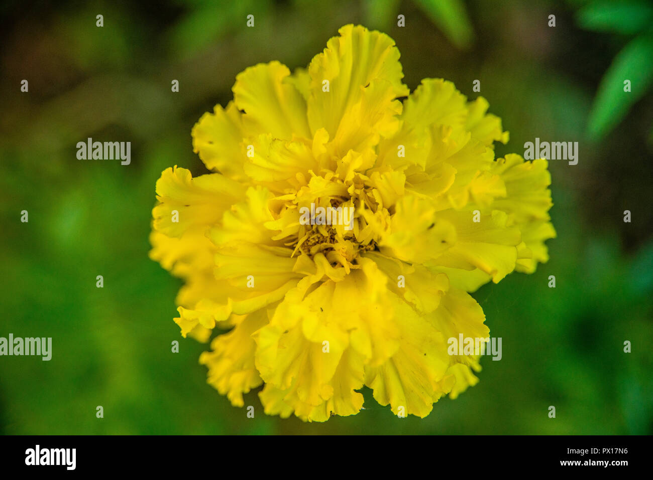 Spring Flowers with Cheerful and Vivid Colors in Athens National Garden ...
