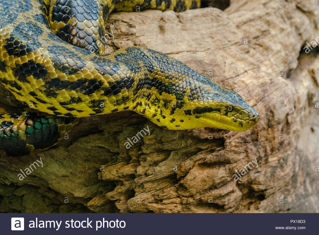 Green Anaconda High Resolution Stock Photography and Images - Alamy