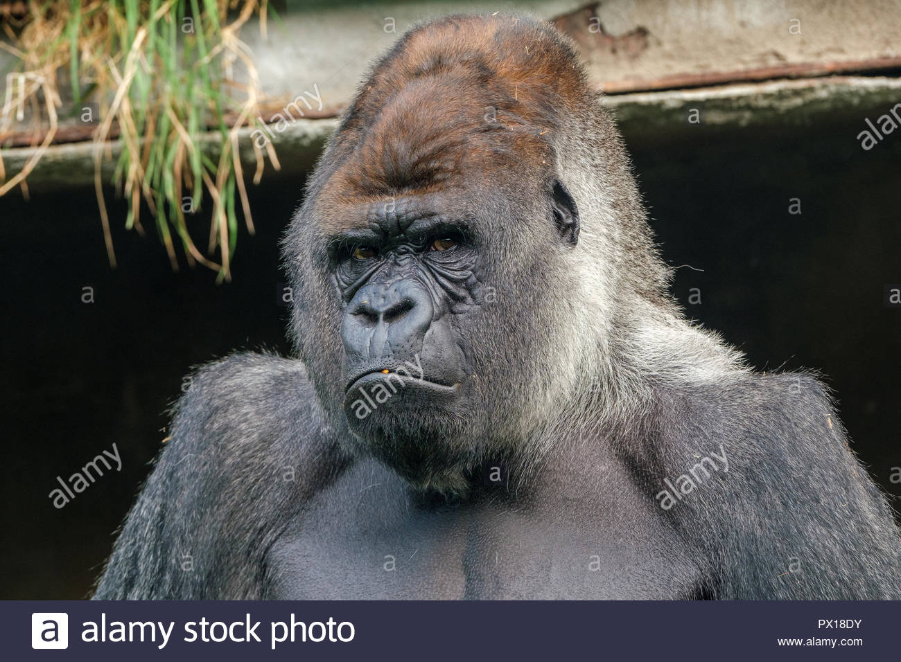 Scary Gorilla High Resolution Stock Photography and Images - Alamy