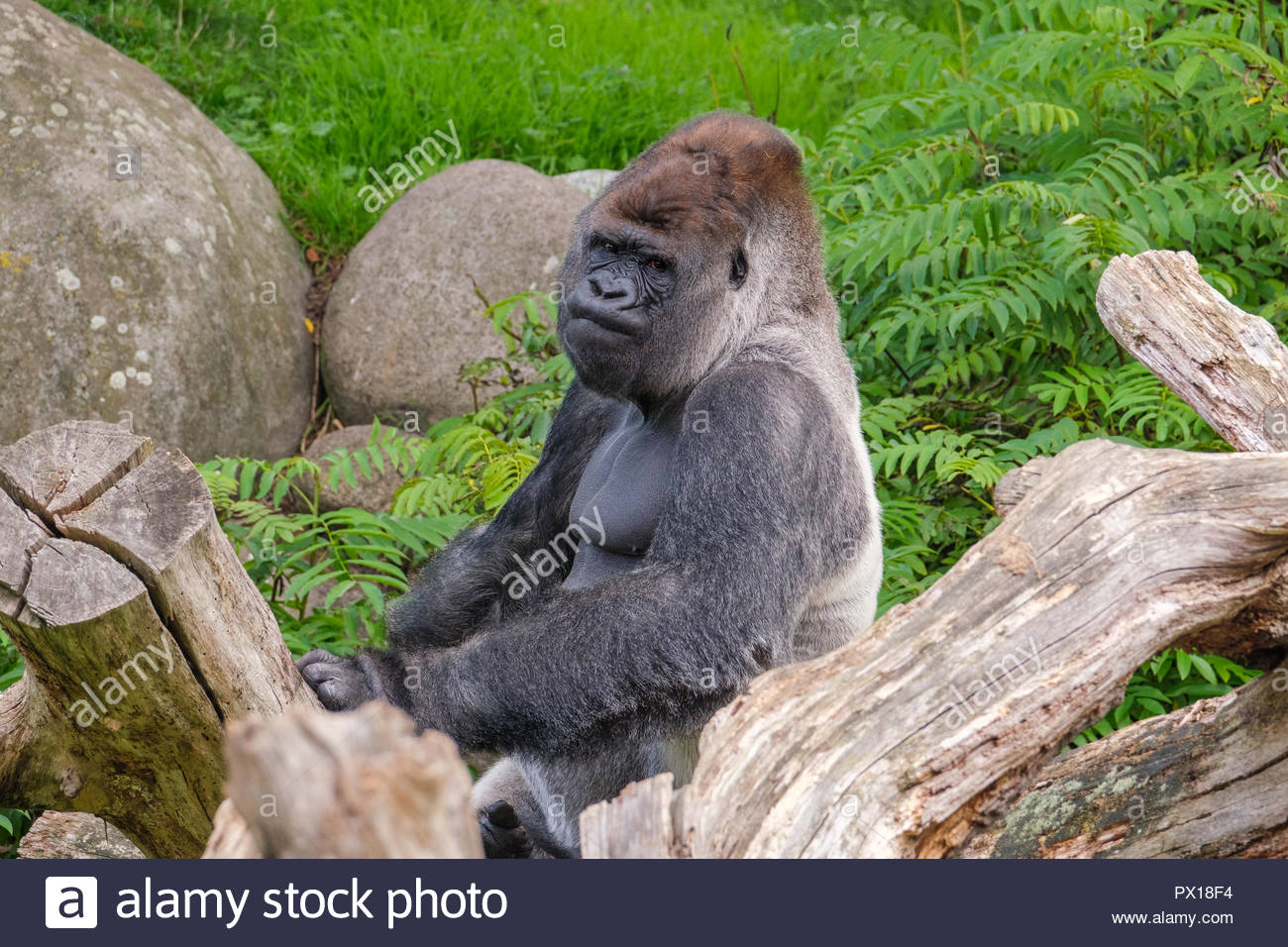 Scary Gorilla High Resolution Stock Photography and Images - Alamy