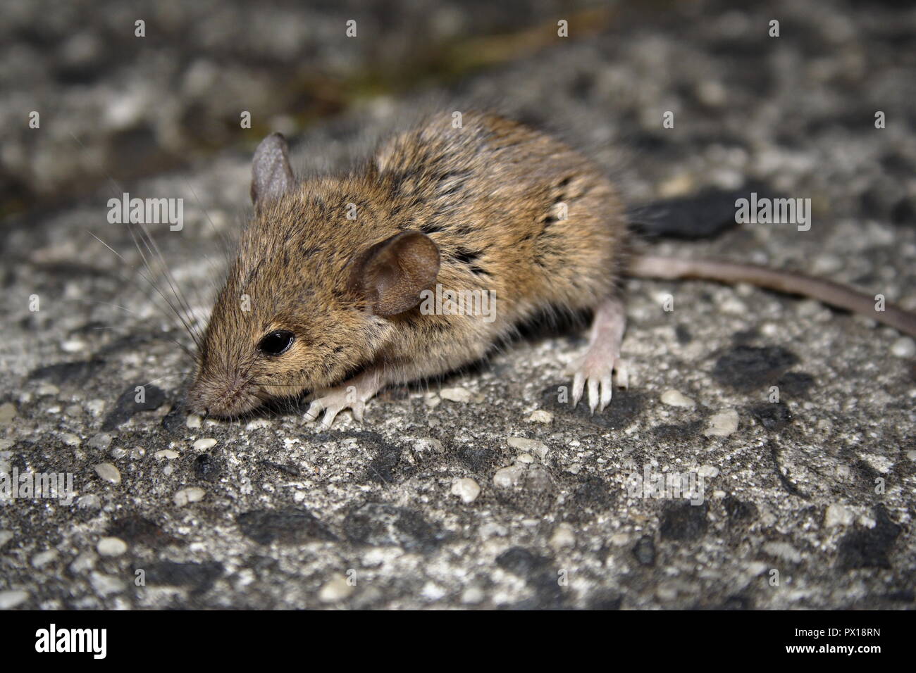 Rodent mouse hi-res stock photography and images - Alamy
