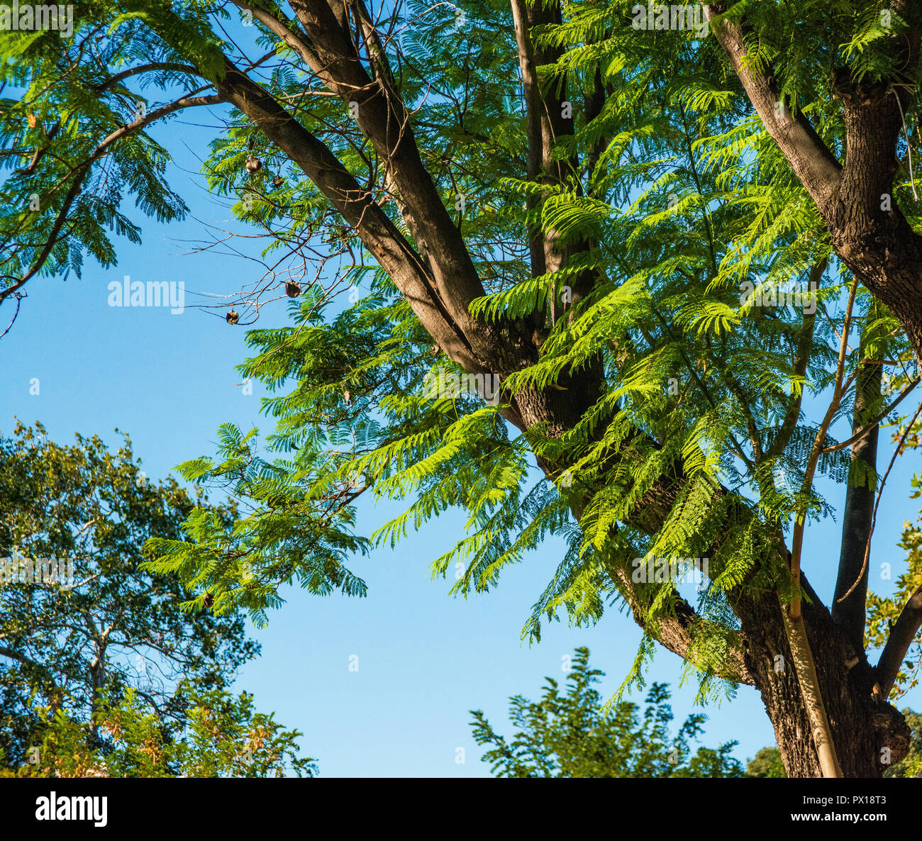 Trees with Vivid Colors, Athens Greece Stock Photo - Alamy