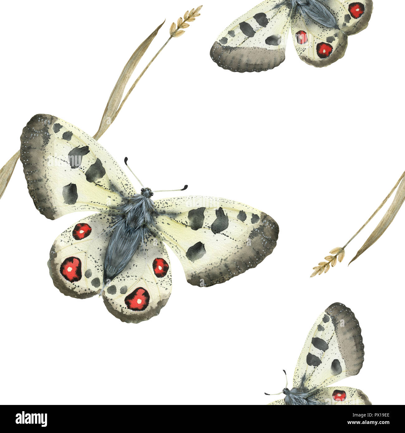 Watercolor seamless pattern Apollo butterfly and plant. Realistic style ...