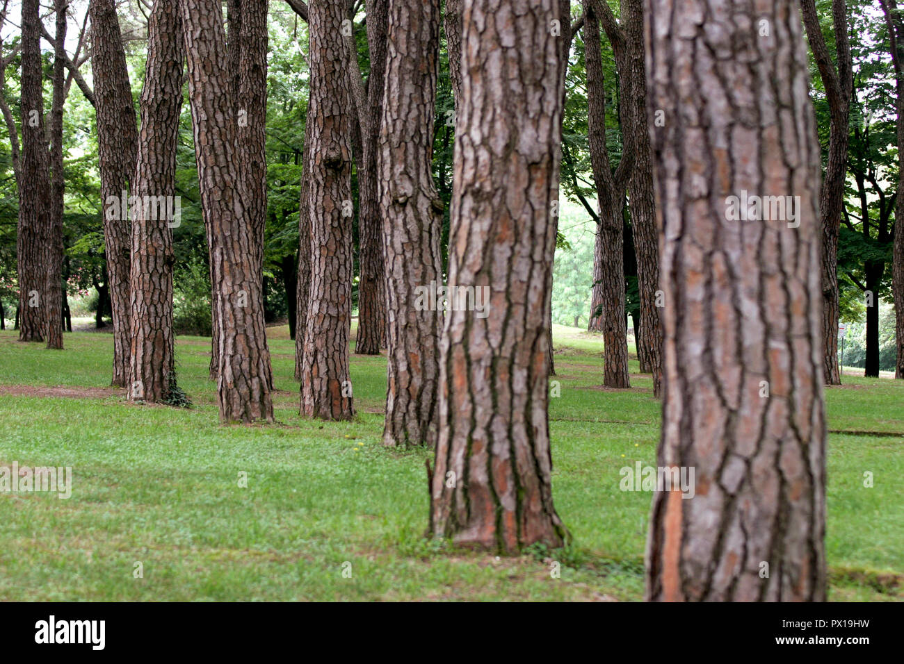 TREE TRUNKS in the park with clear bark structure Stock Photo - Alamy