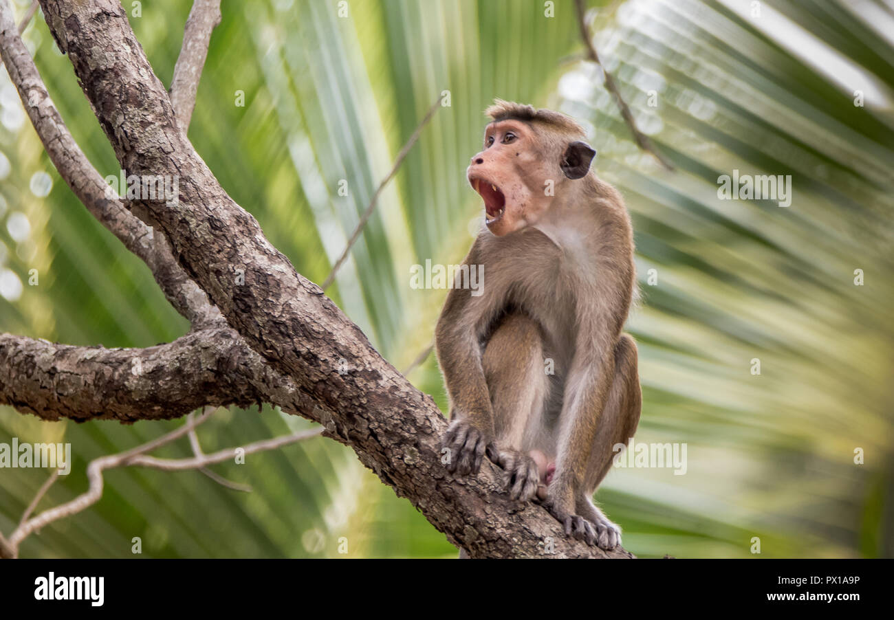Rilawa hi-res stock photography and images - Alamy