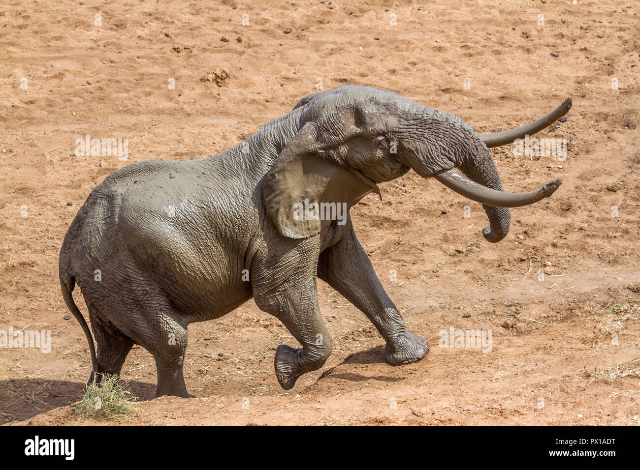 African bush elephant in Kruger National park, South Africa ; Specie ...