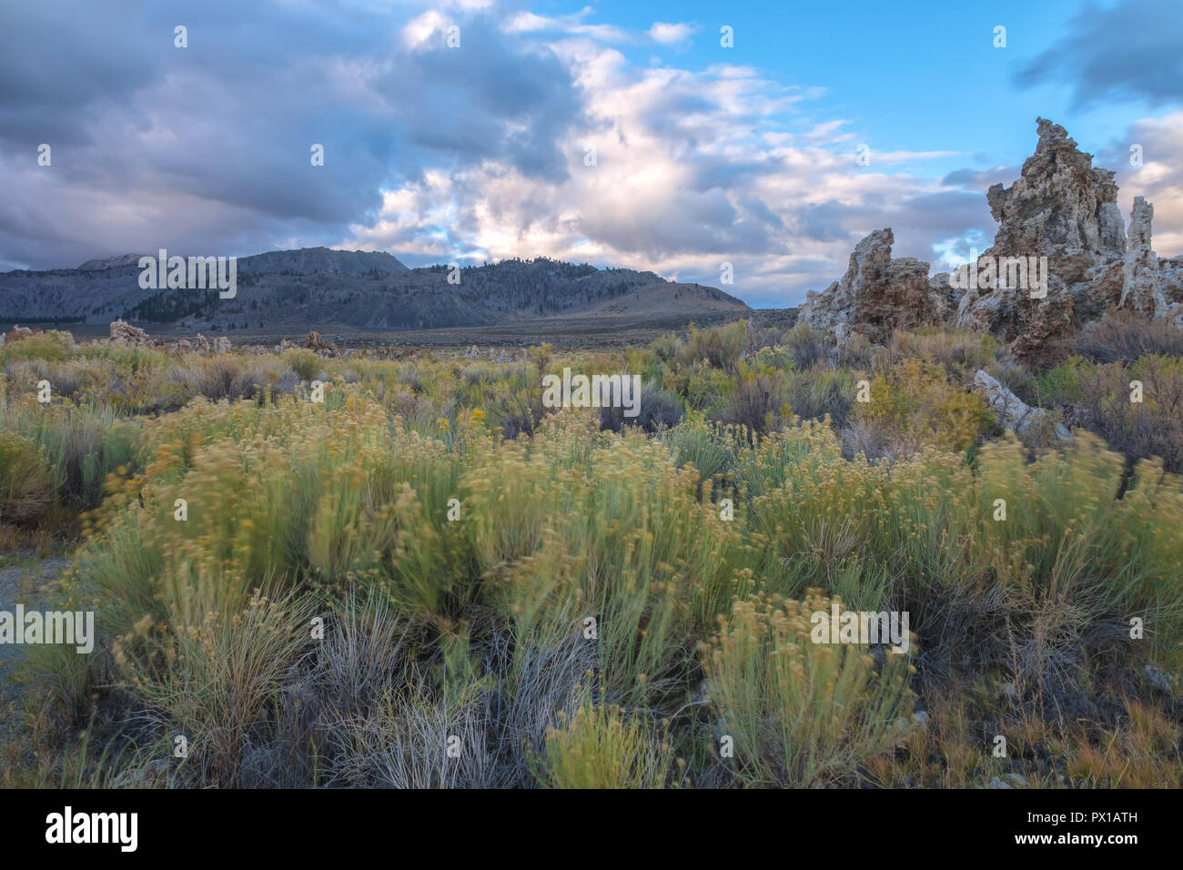 Green rabbitbrush (Chrysothamnus viscidiflorus) in early fall at Mono ...