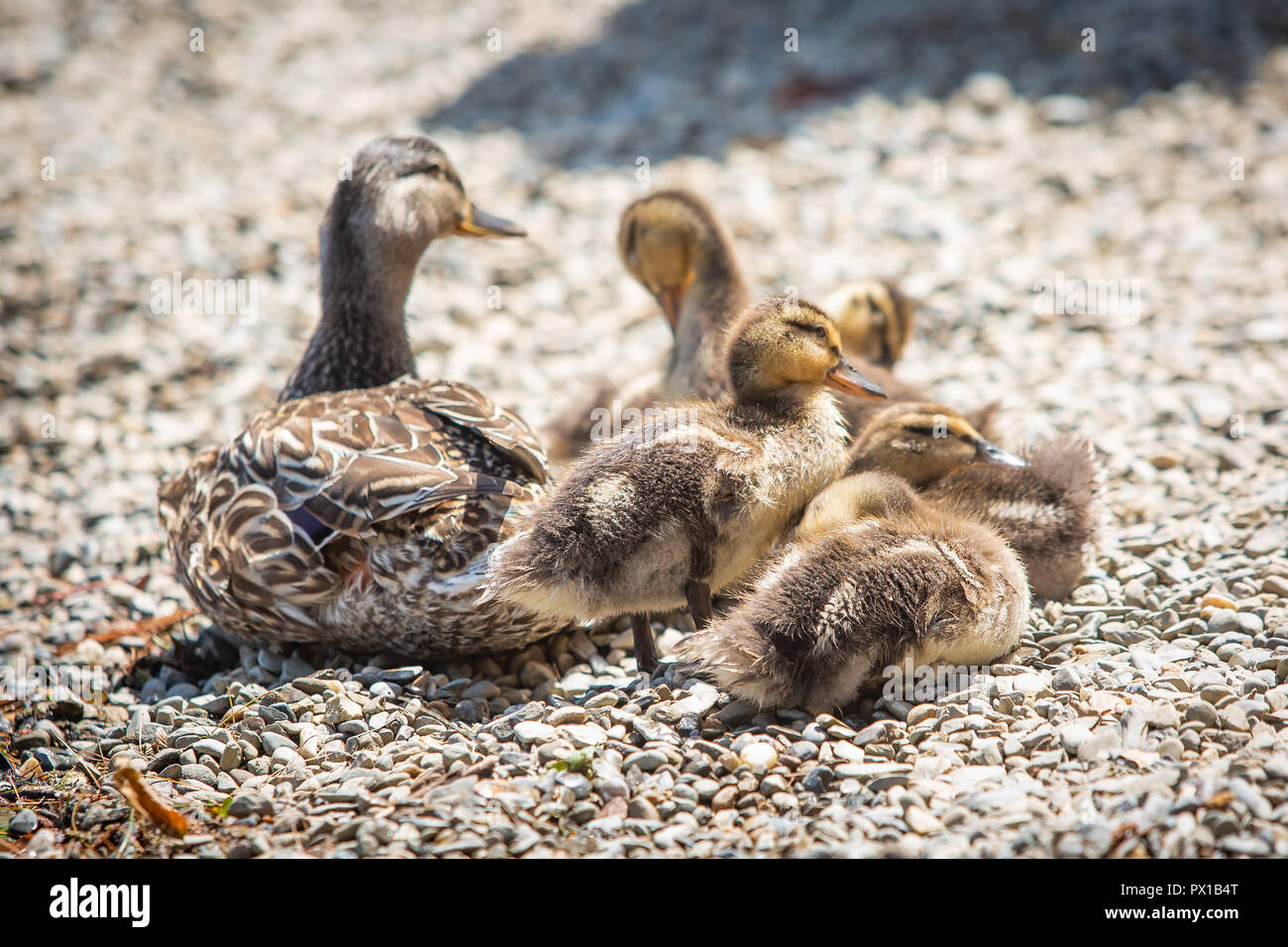 Father mother ducks with duckling hi-res stock photography and images ...