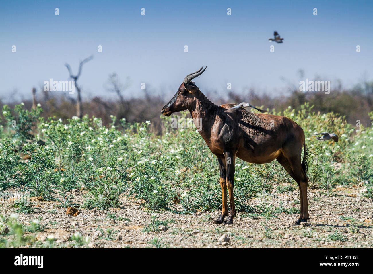 Common tsessebe in Kruger National park, South Africa ; Specie ...