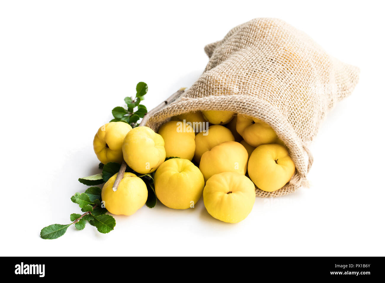 Fresh quince fruits on isolated on white Stock Photo - Alamy