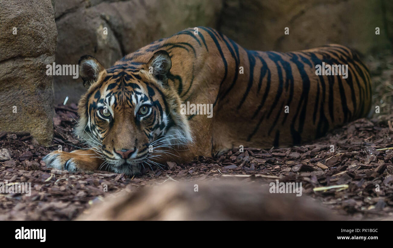 Wild male bengal tiger sleeping hi-res stock photography and images - Alamy