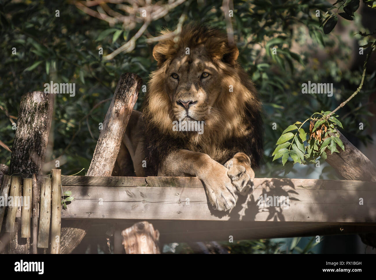 A lion rests in the shade Stock Photo - Alamy