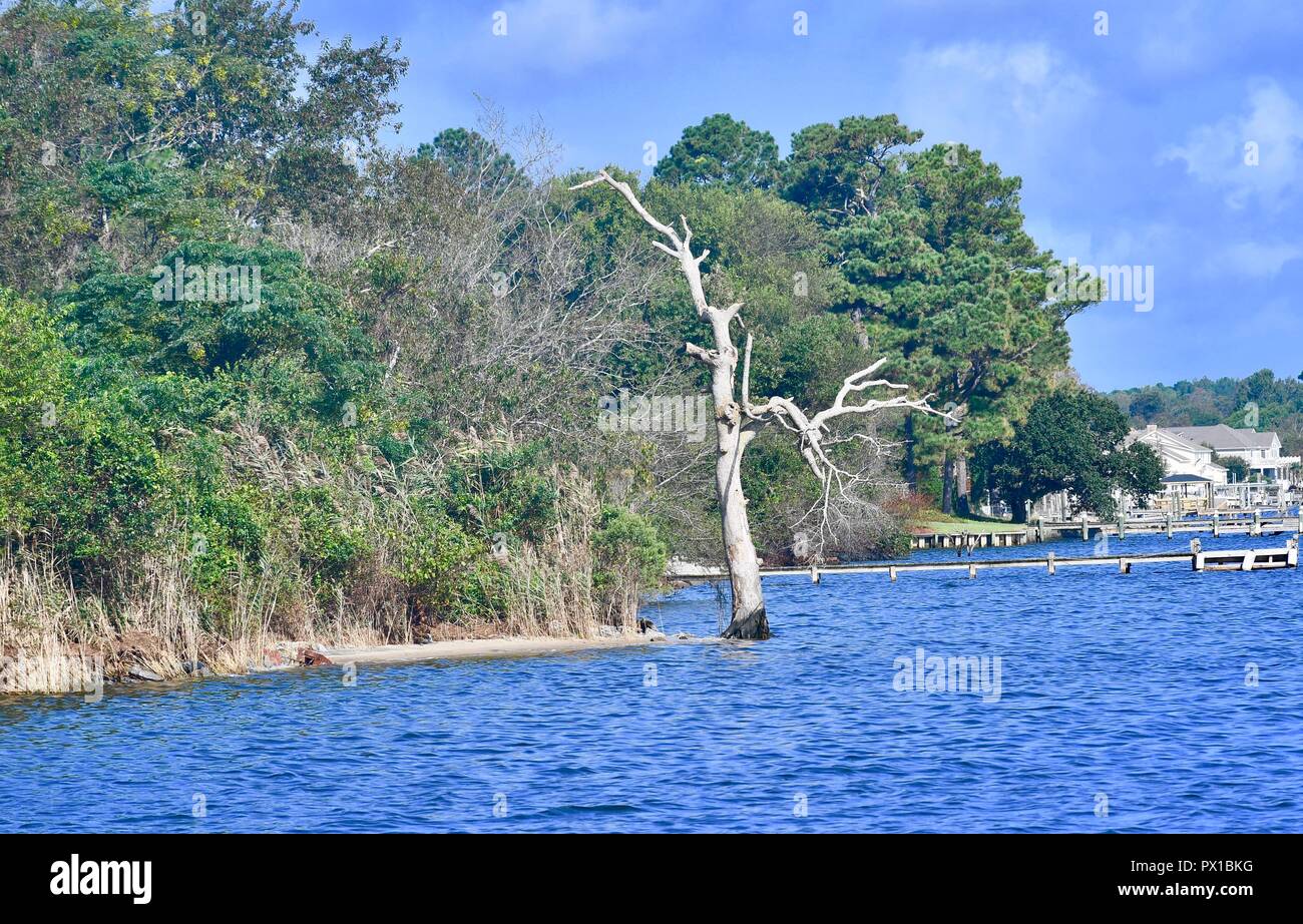 waterscape of dead tree in water Stock Photo - Alamy