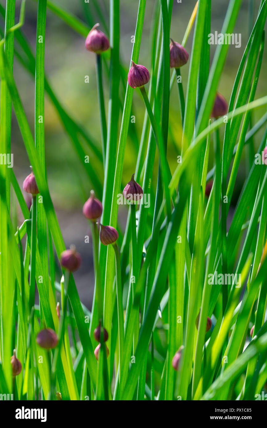 Green chives onion plant in spring, with flower buds close up Stock ...