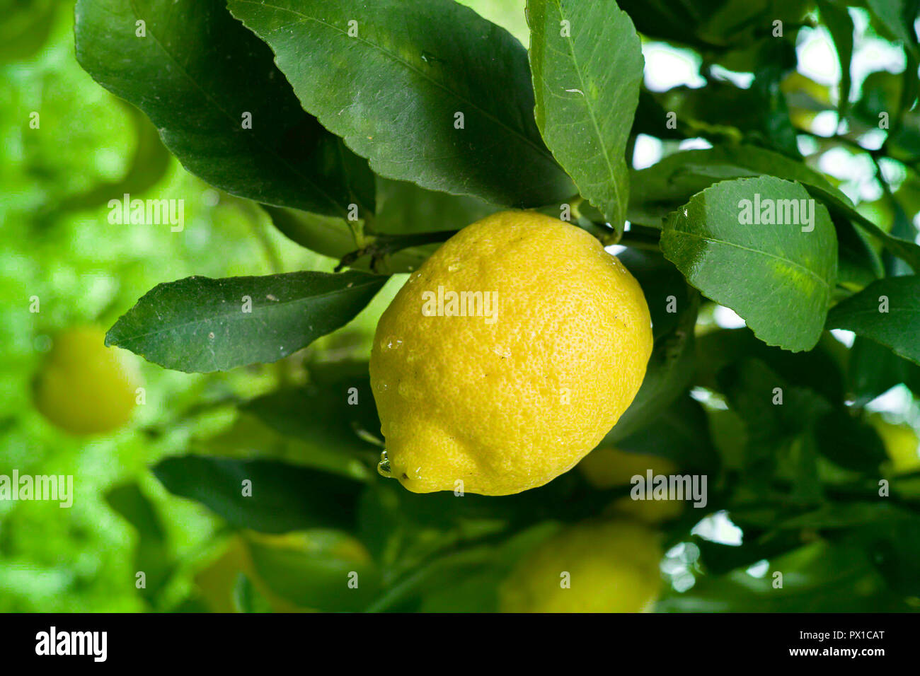Ripe yellow big lemon citrus fruit hanging on lemon tree close up Stock ...